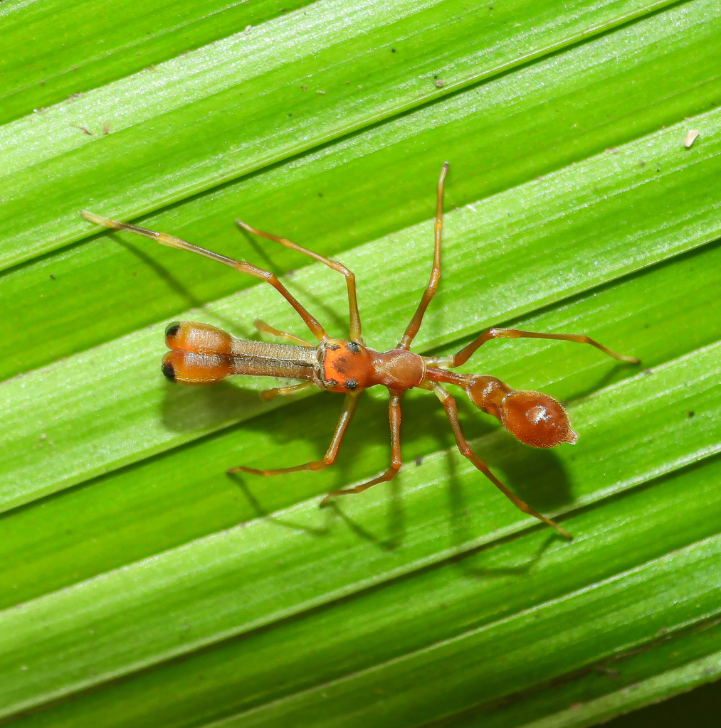 Red Weaver Ant-mimicking Spider from Wellawaya, Sri Lanka on April 4 ...