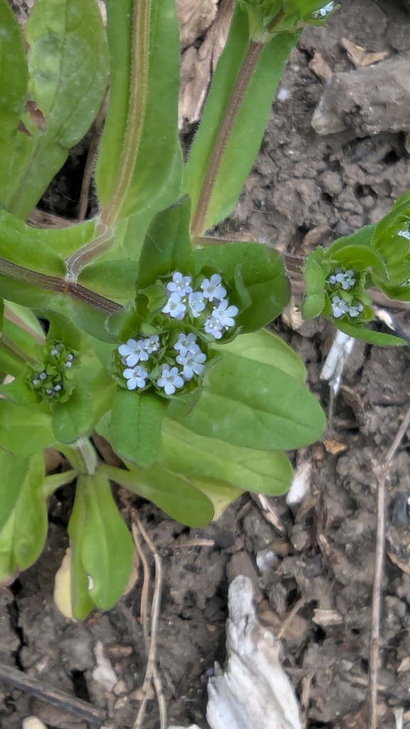 Cornsalads from Frances House, Apsley, Hemel Hempstead HP3 9GF, UK on ...