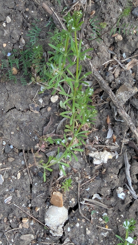 catchweed bedstraw from Frances House, Apsley, Hemel Hempstead HP3 9GF ...