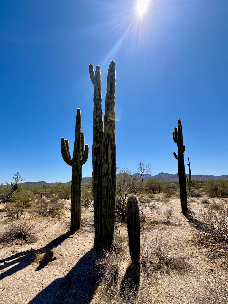 saguaro from W US Hwy 84, Maricopa, AZ, US on March 18, 2025 at 12:43 ...