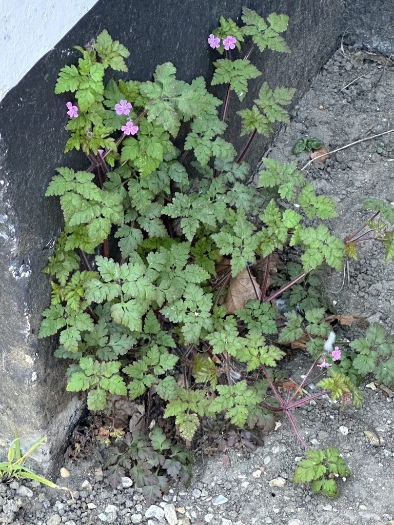 Herb Robert from Warley Road, Brentwood, England, GB on April 10, 2025 ...