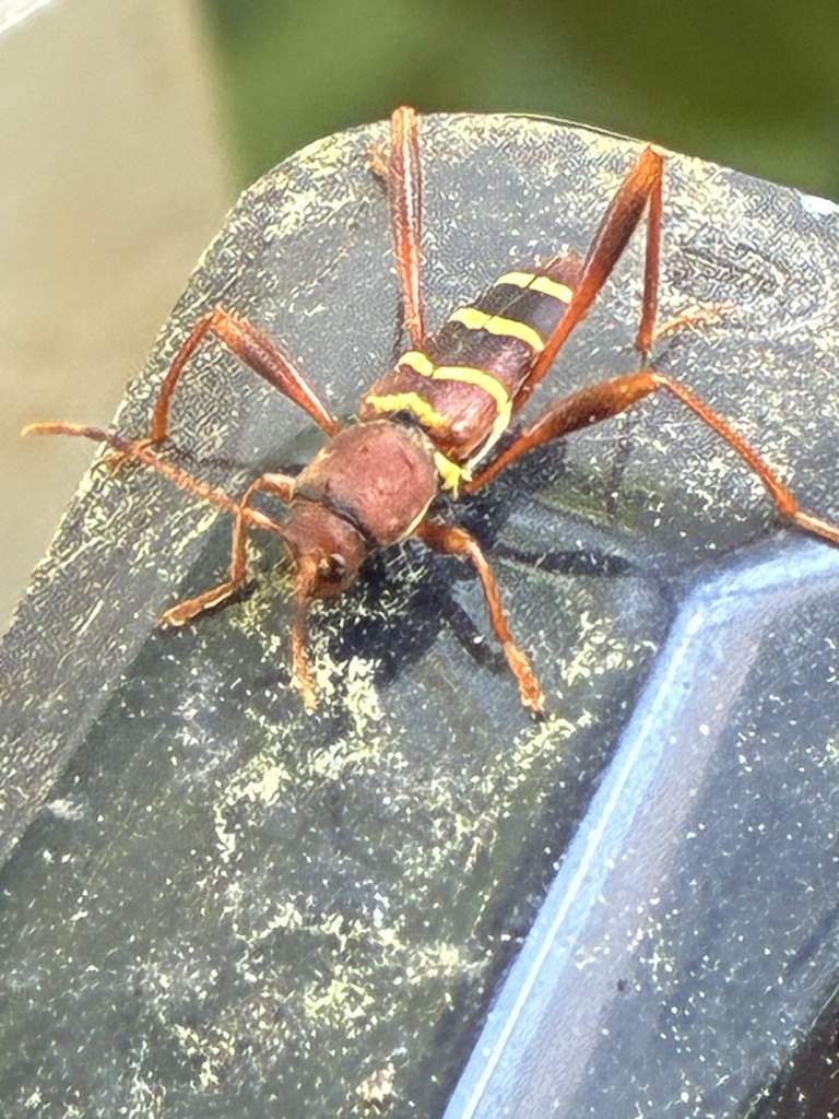 Red-headed Ash Borer from Longmeadow Dr, Scottdale, GA, US on April 10 ...
