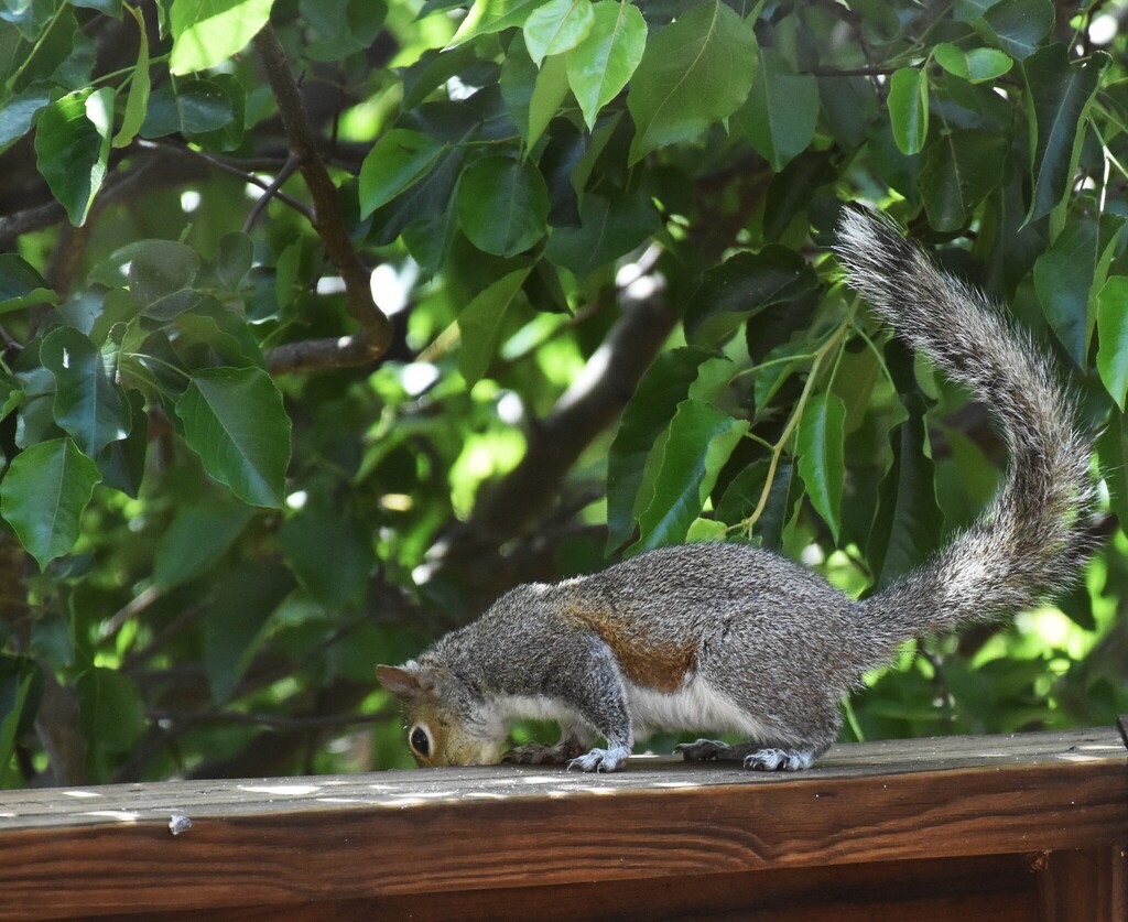 Eastern Gray Squirrel from Mountain Park, GA, USA on April 10, 2025 at ...