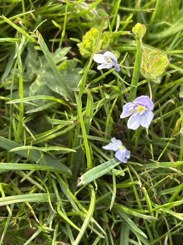 Slender speedwell from Limefield Road, Bathgate, Scotland, GB on 10 ...