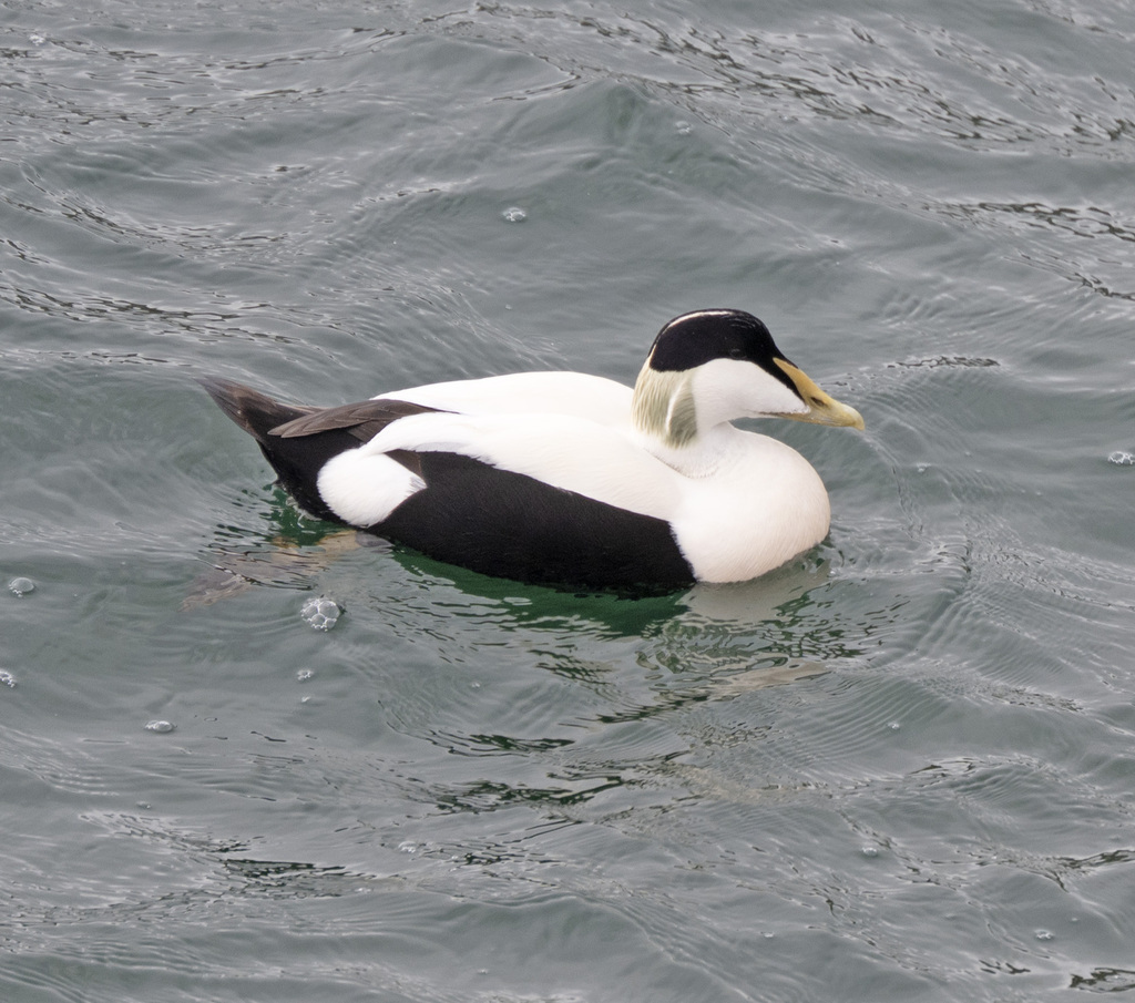 Common Eider in April 2025 by Keith Martin-Smith. male · iNaturalist