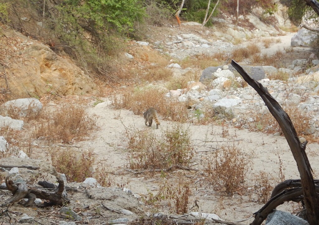 Tres Marías Raccoon from Isla María Madre on March 25, 2025 at 10:58 AM ...