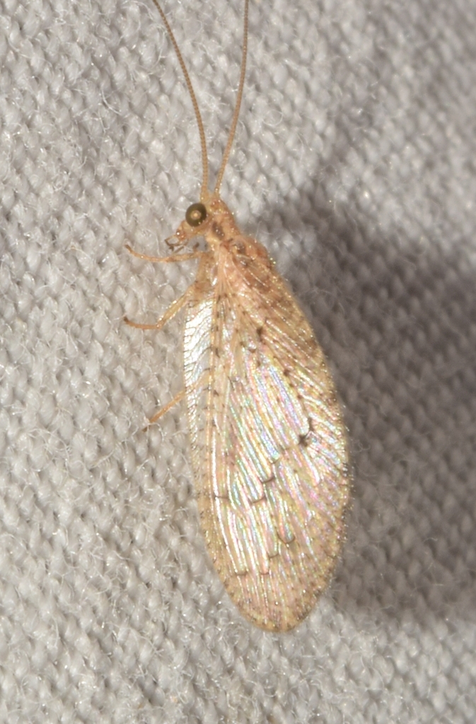 Wesmaelius navasi from Almería, España on April 9, 2025 at 09:41 PM by ...