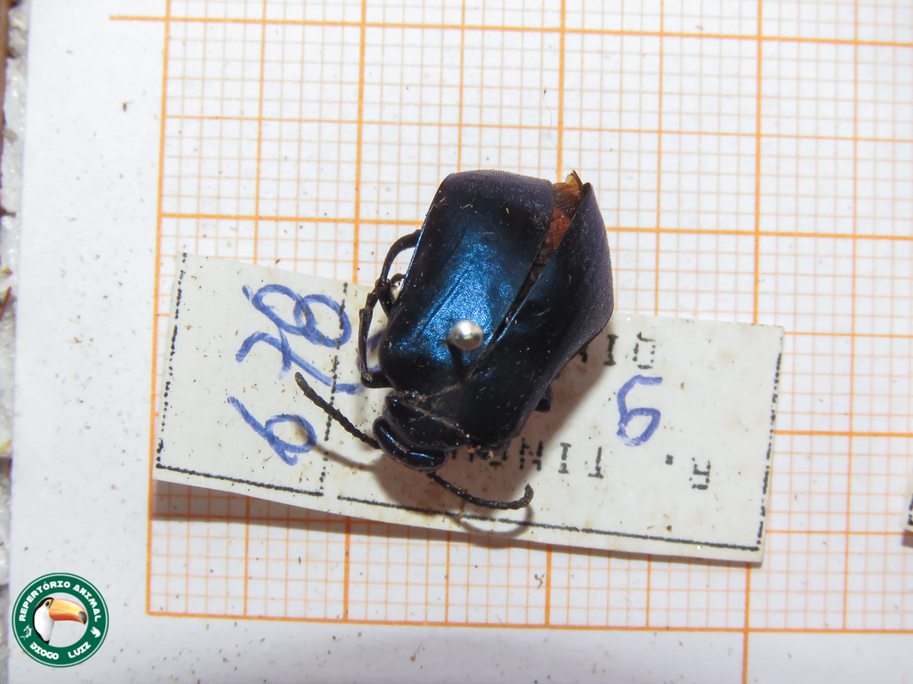 Cucujiform Beetles from Reserva Biológica do Tinguá - ICMBio - Rio de ...