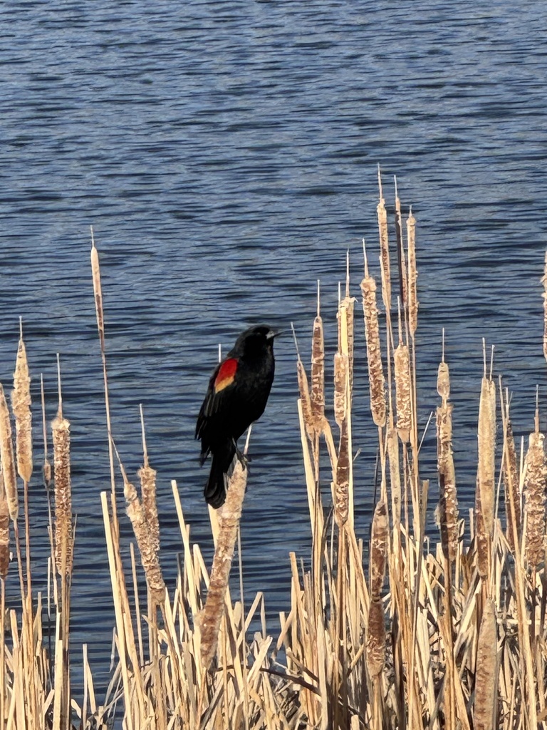 Red-winged Blackbird from Boulder, CO, US on April 9, 2025 at 08:13 AM ...