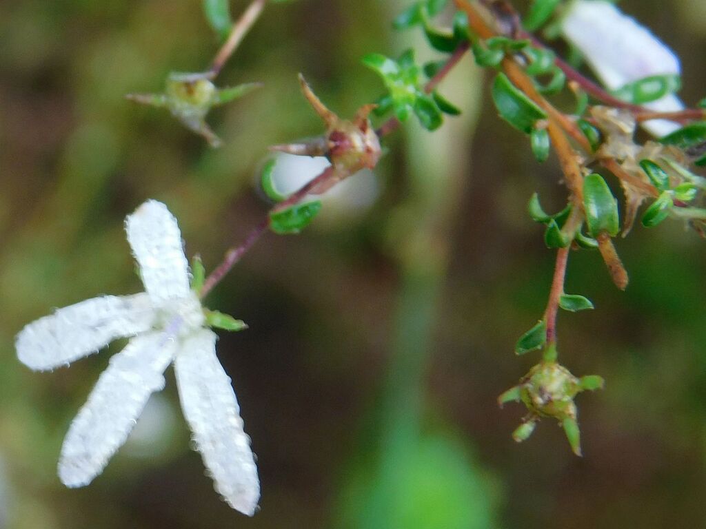 Wahlenbergia parvifolia from Wolfkloof Greyton, 7233, South Africa on ...