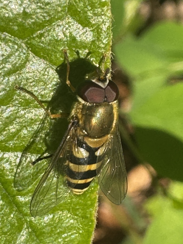 Common Flower Flies from Uplands Avenue, Wolverhampton, England, GB on ...