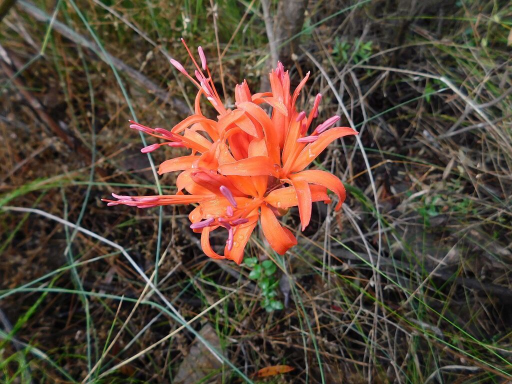 Guernsey Lily from Wolfkloof Greyton, 7233, South Africa on April 10 ...