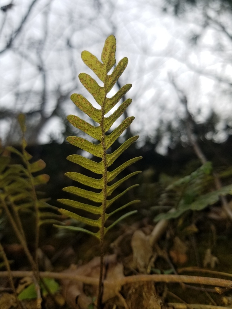 resurrection fern in March 2025 by Iris V. Copen · iNaturalist