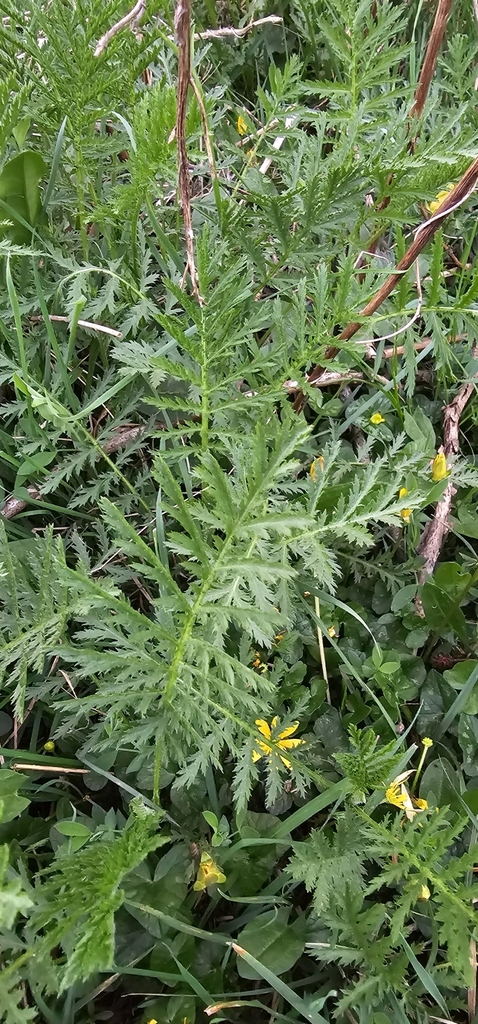 tansy from Symonds Yat, Ross-on-Wye HR9 6DY, UK on April 10, 2025 at 07 ...