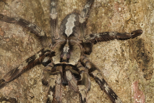 Ghost Ornamental Tarantula (Poecilotheria vittata) · iNaturalist