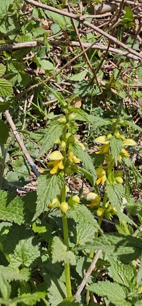 yellow archangel from Biblins Lodge, The Doward, Whitchurch, Ross-on ...