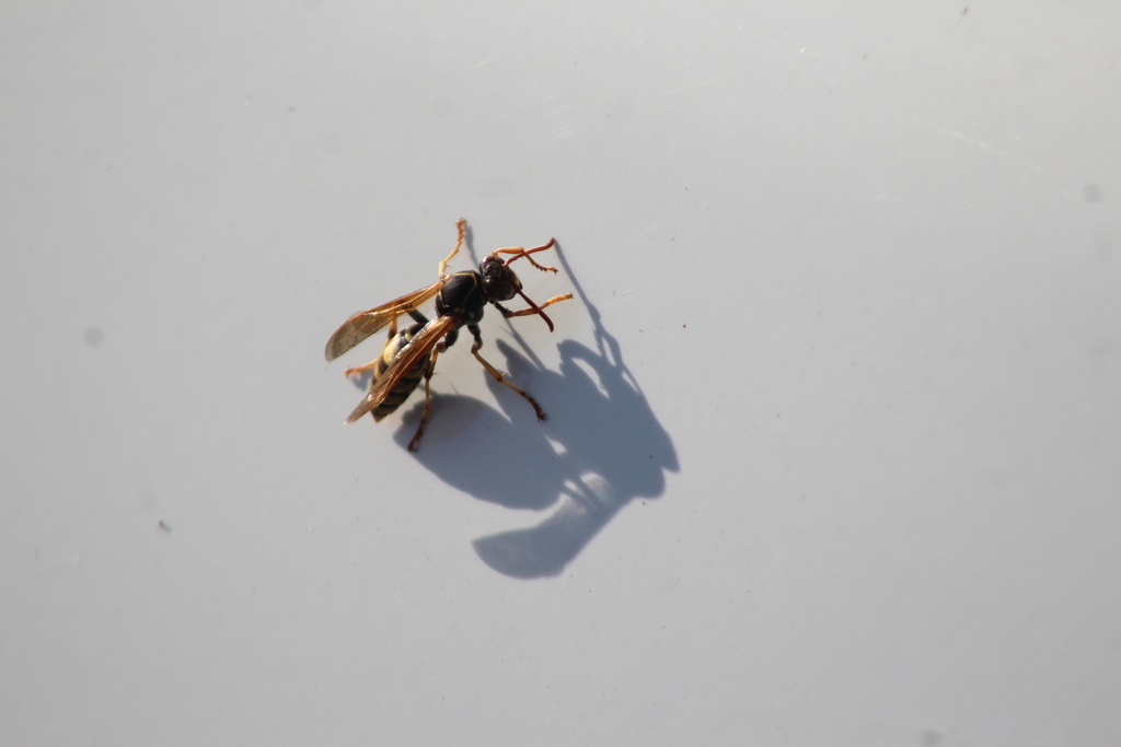 Golden Paper Wasp from Everett, WA, USA on October 06, 2024 at 04:08 PM ...