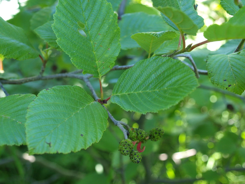 speckled alder (Forest Lodge Nature Trail) · iNaturalist