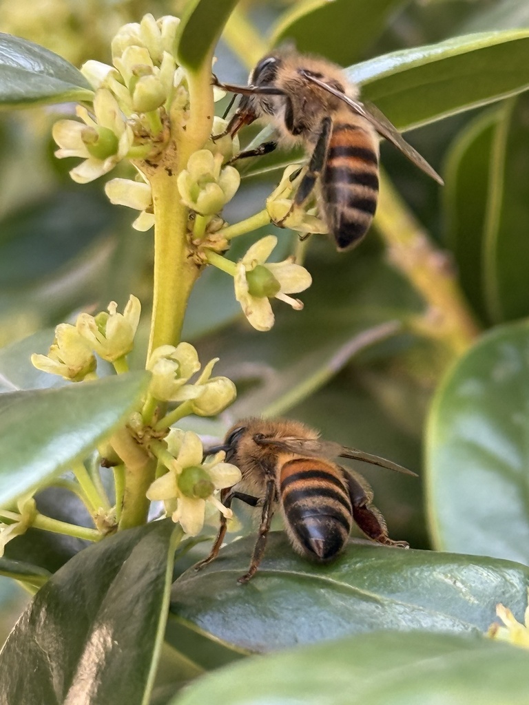 Western Honey Bee from Peppervine Ln, San Antonio, TX, US on April 9 ...