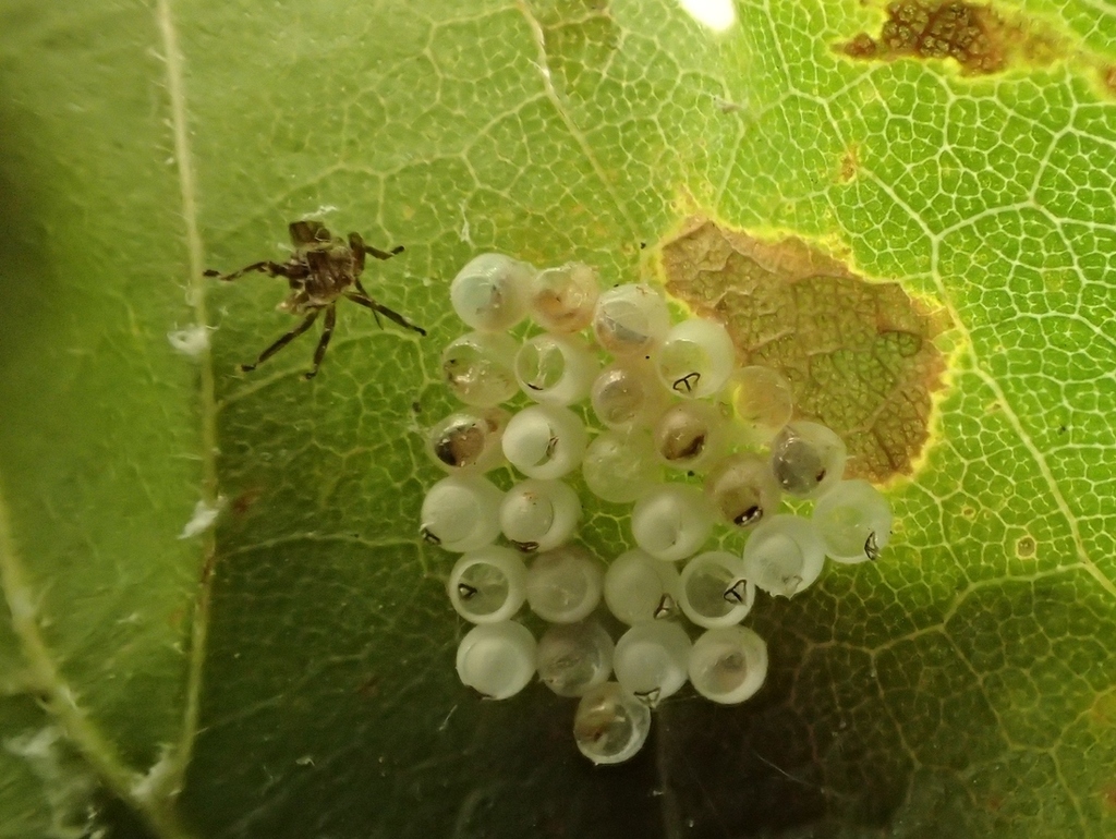 Brown Marmorated Stink Bug from Bologna, Emilia-Romagna, Italy on ...