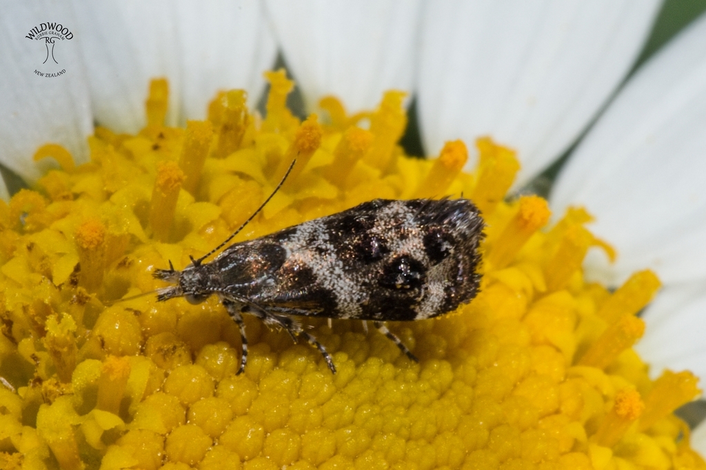 Tebenna from Castlepoint 5889, New Zealand on April 7, 2025 at 02:05 PM ...