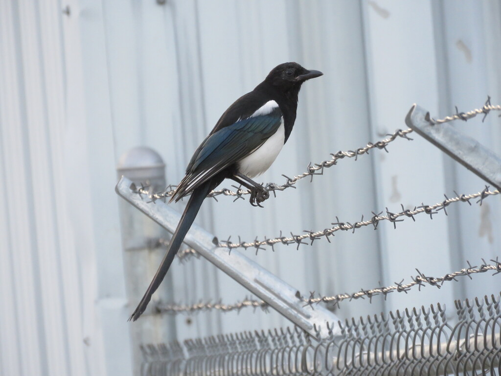 Black-billed Magpie from Dilworth - Enterprise, Kelowna, BC, Canada on ...