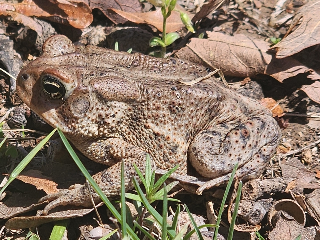 American Toad from Tulsa, OK 74107, USA on April 10, 2025 at 01:20 PM ...