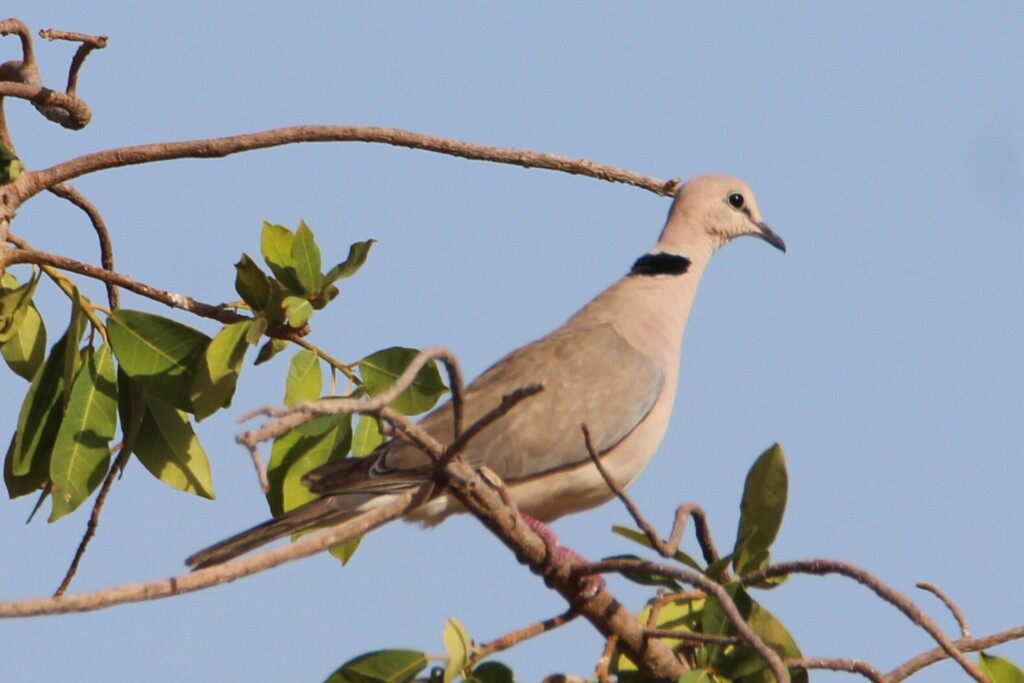 Turtle-Doves and Collared-Doves in April 2025 by Luke Smith · iNaturalist
