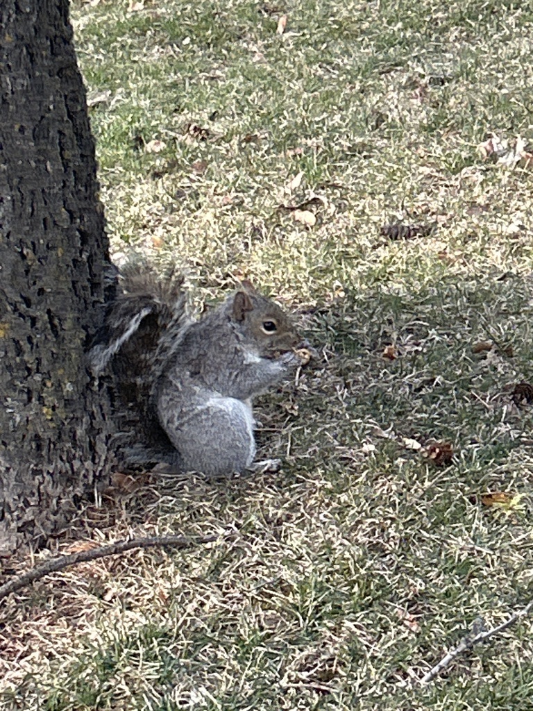 Eastern Gray Squirrel from Île de Montréal, Montréal, QC, CA on April ...