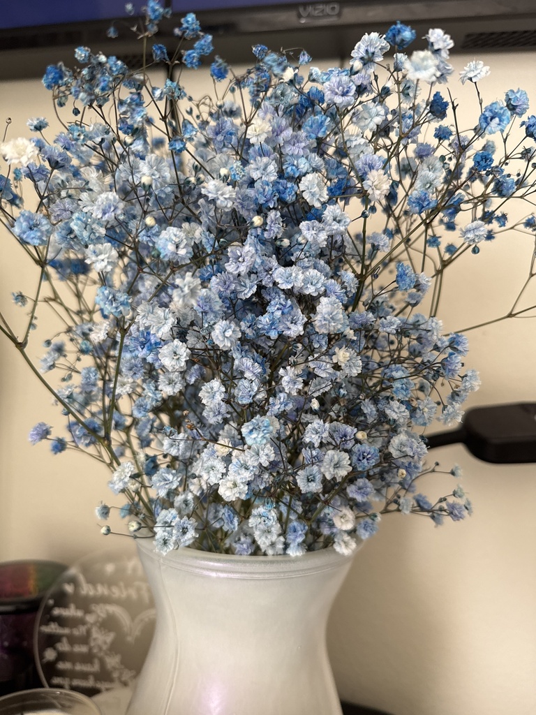 showy baby's-breath from Exchange Dr, Greenville, NC, US on April 10 ...