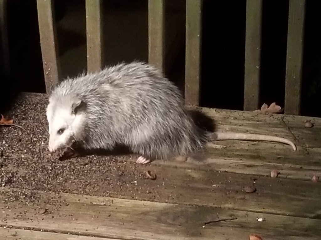 Virginia Opossum from Oakland County, MI, USA on October 31, 2017 at 07 ...