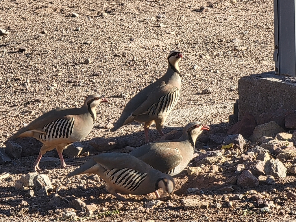 Chukar from Calico Ghost Town Regional Park, San Bernardino County, US ...