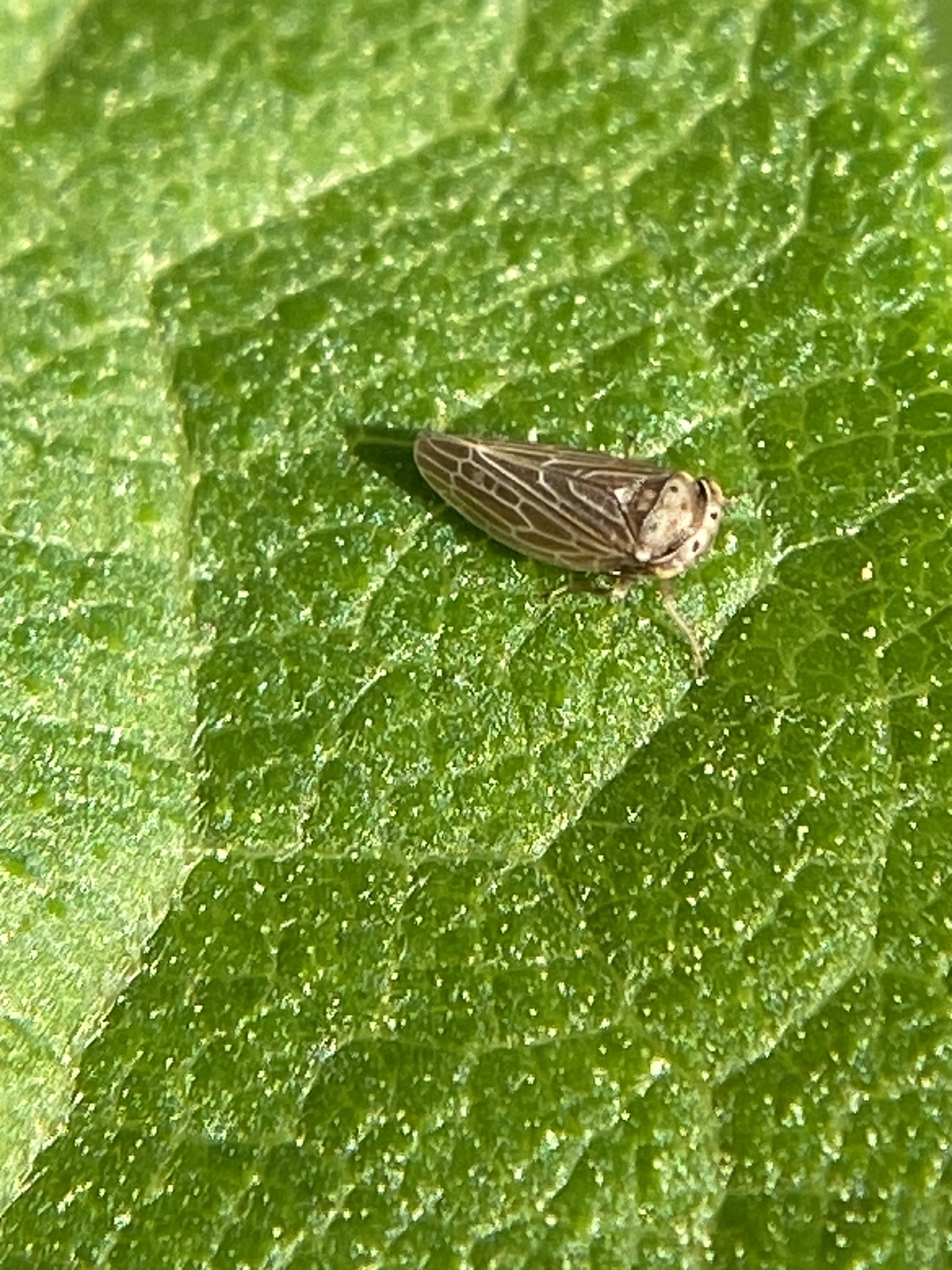 Agallia quadripunctata | Insect Vectors of Plant Disease