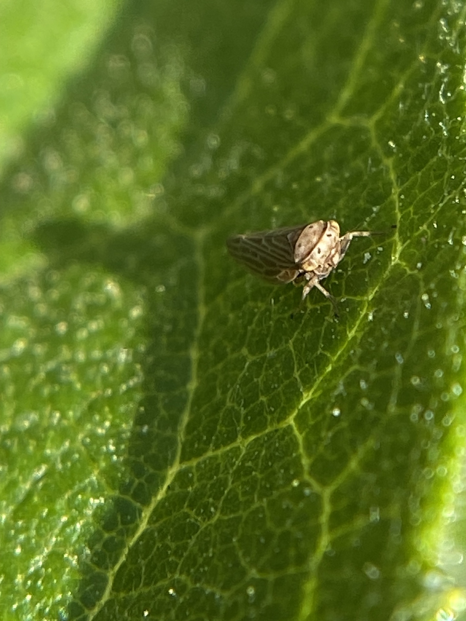 Agallia quadripunctata | Insect Vectors of Plant Disease