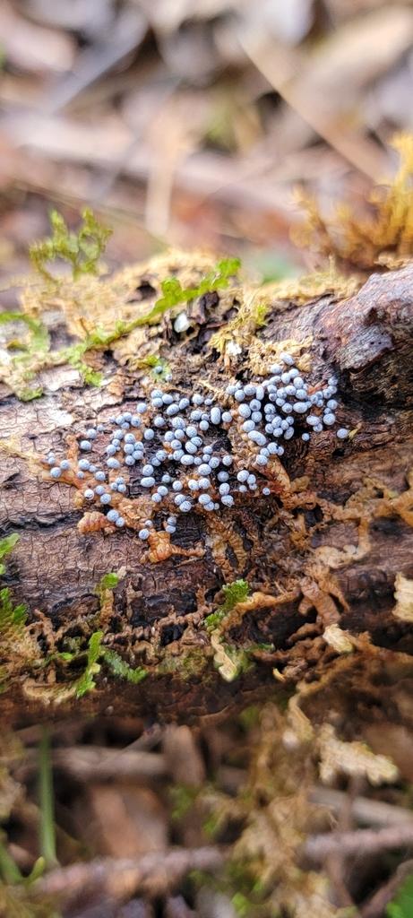 Physaraceae from Woodinville, WA 98077, USA on April 10, 2025 at 09:03 ...