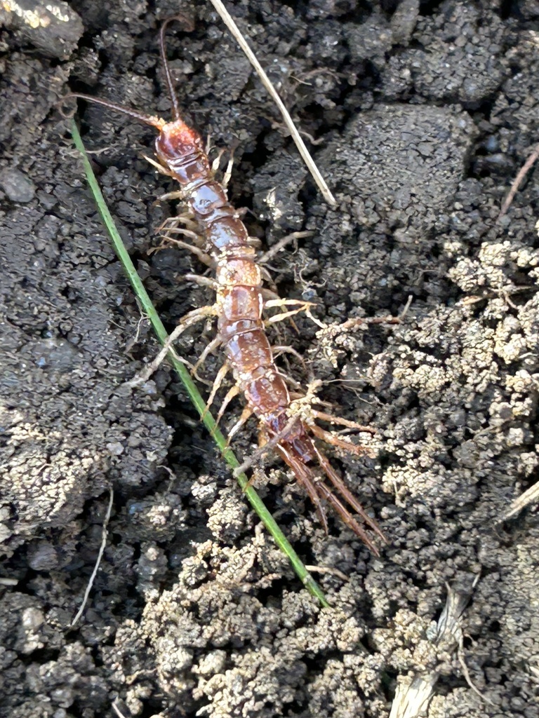 Brown Centipede from Saint Michael's College, Colchester, VT, US on ...