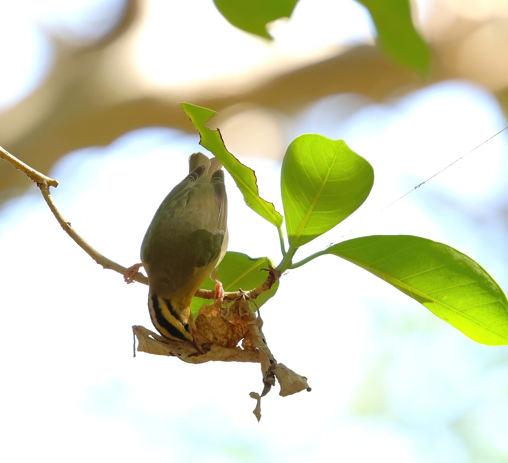 Worm-eating Warbler from Lantana, FL, USA on April 9, 2025 at 09:56 AM ...