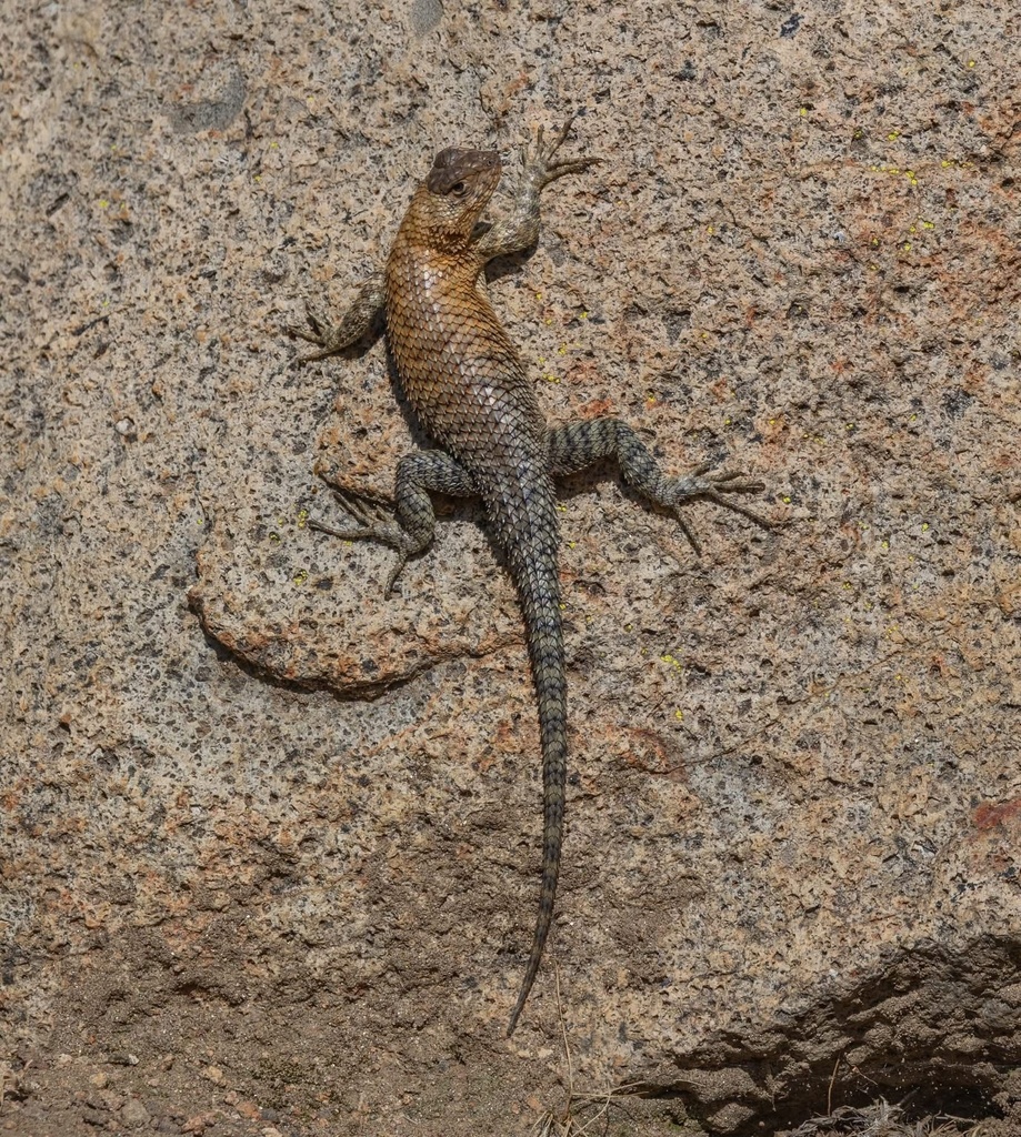 Granite Spiny Lizard from Mission Trails Regional Park, San Diego, CA ...