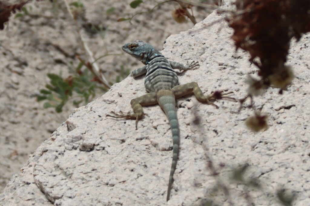 Baja California Rock Lizard from Cabo San Lucas, BCS, Mexico on March ...