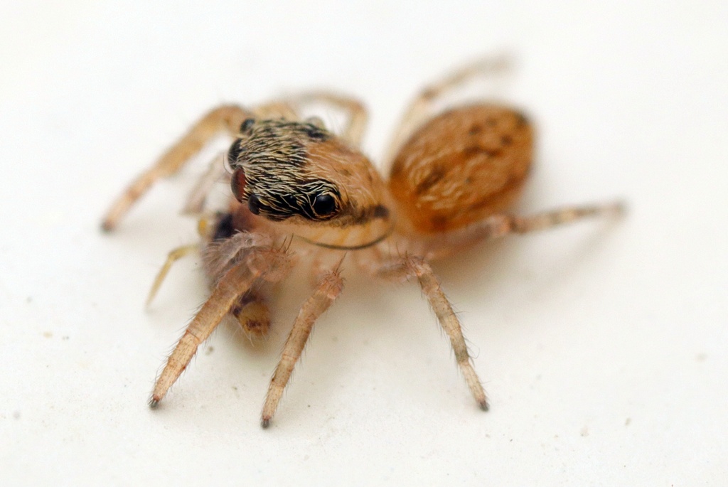 Jumping Spiders from Ruawai, New Zealand on April 5, 2025 at 03:19 PM ...