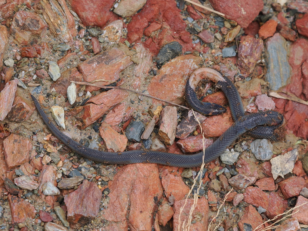 Brachyorrhos gastrotaenius from Wamlana, Teluk Kaiely, Buru Regency ...