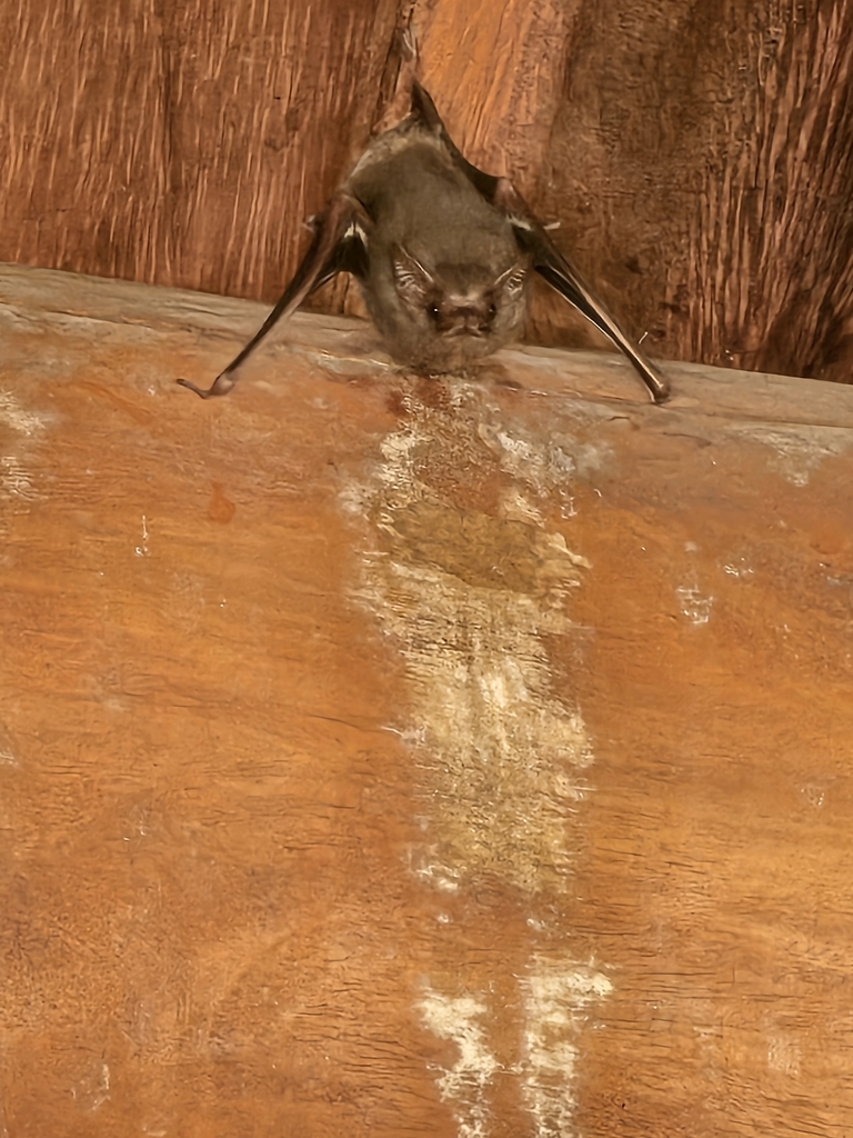 Gray Sac-winged Bat from 70989 Oax., México on April 7, 2025 at 11:54 ...