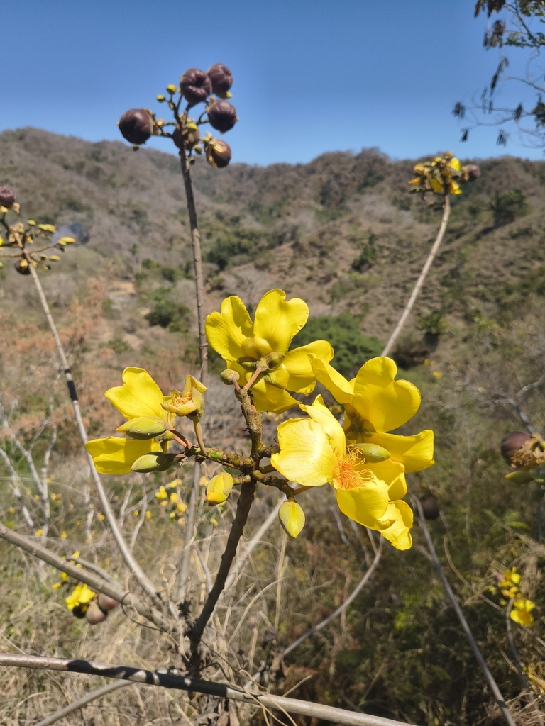 Buttercup Tree from 63728 Sayulita, Nay., México on April 7, 2025 at 02 ...