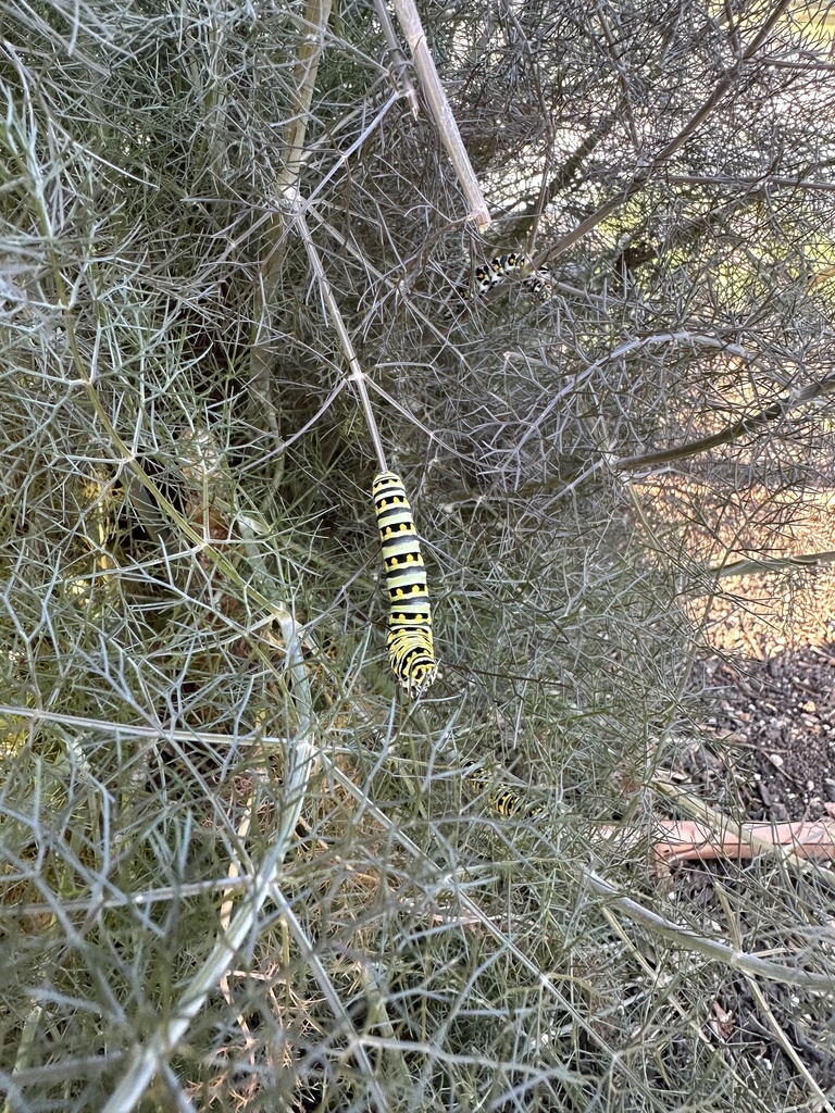 Black Swallowtail from La Grange, TX, US on April 10, 2025 at 06:42 PM ...