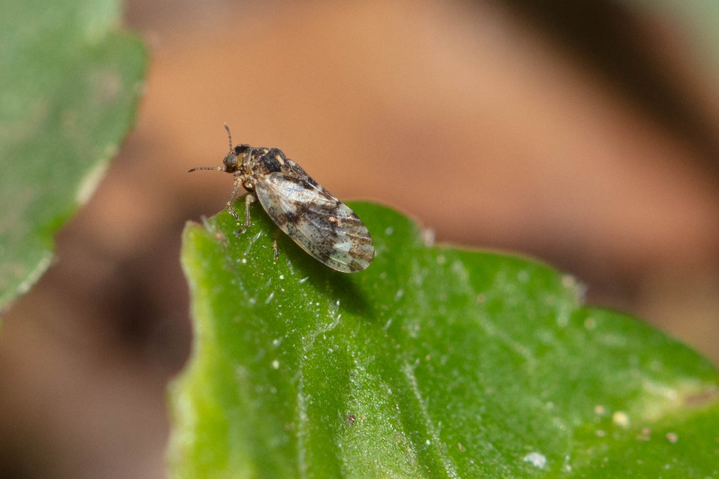 Hackberry Gall Psyllids from Atlanta, GA 30344, USA on April 10, 2025 ...