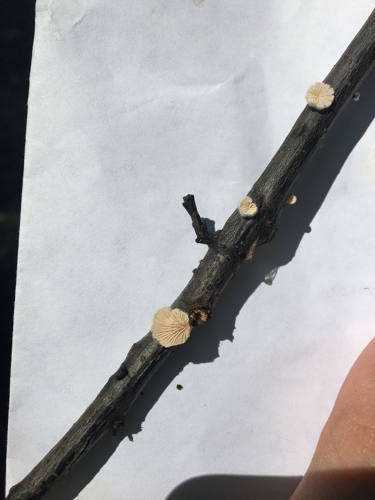 splitgill mushroom from Mercer Meadows County Park, Lawrence Township ...