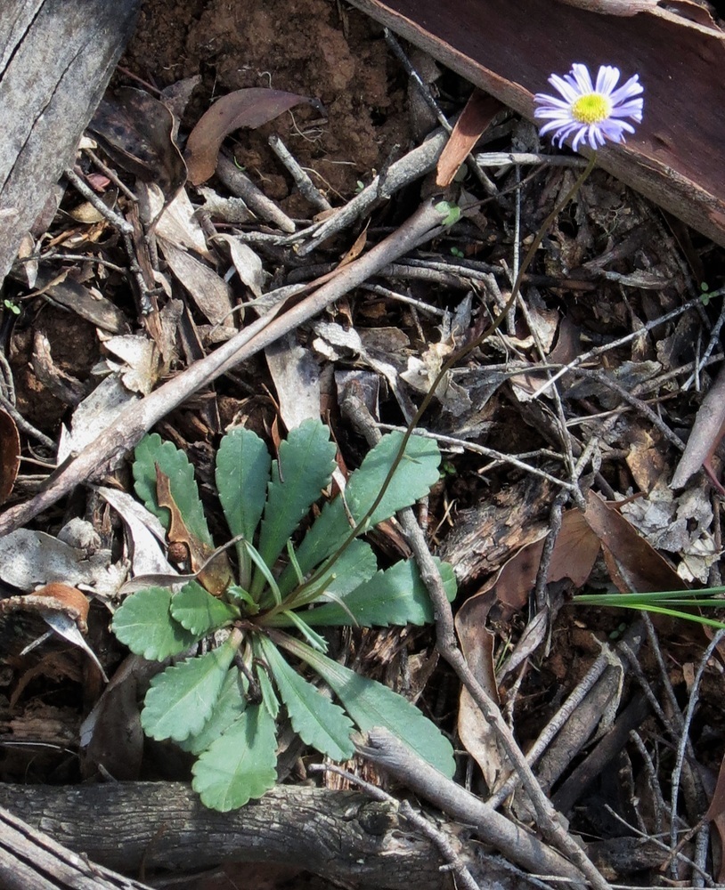 Spoon Daisy from Sunny Corner State ForestYetholme NSW 2795, Australia ...