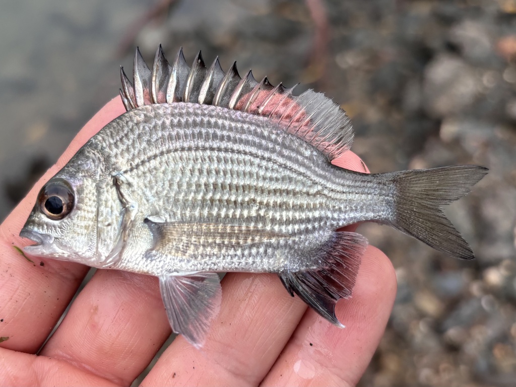 Pikey Bream in April 2025 by prickly_sculpin · iNaturalist