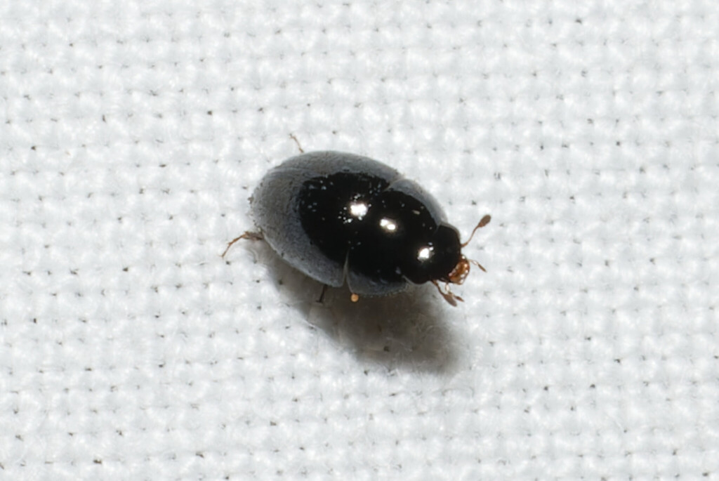 Water Scavenger Beetles from Lubbock, TX, USA on April 9, 2025 at 09:29 ...