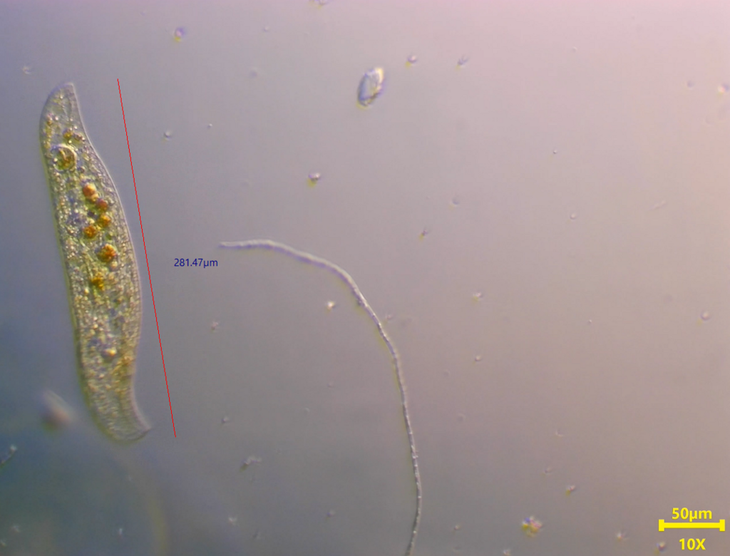 Loxodes from Rochester Institute of Technology, NY 14623, USA on April ...